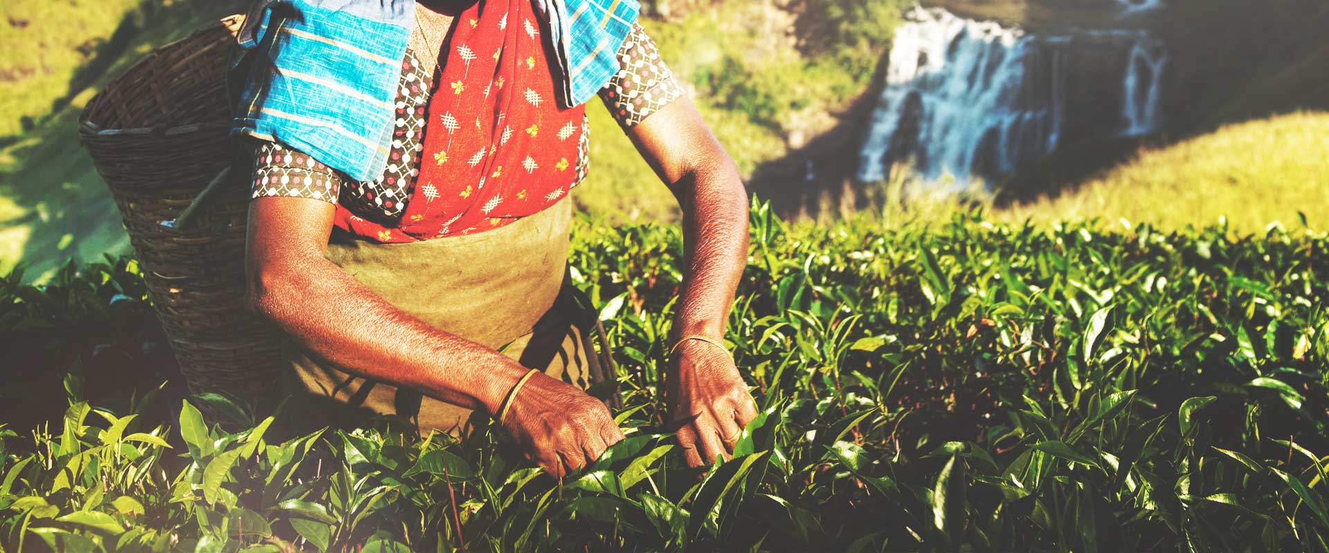 Eristea Indian Tea Butter Tea Irani Chai Amrut Tulya Eristea Indian Tea Butter Tea Irani Chai Amrut Tulya